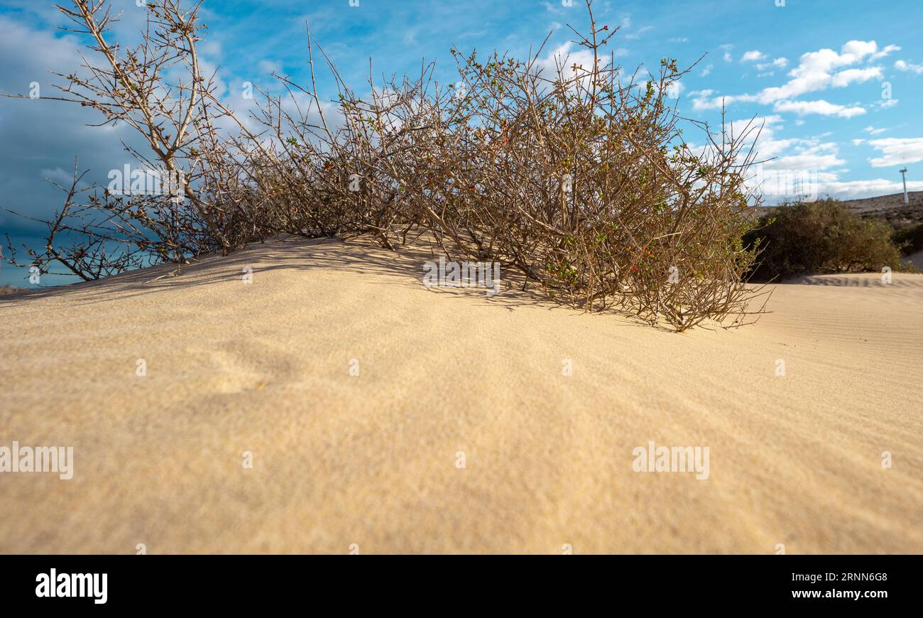 A bush growing out of a sand dune in the desert. The bush is tall and ...
