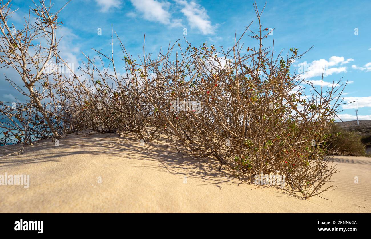 A bush growing out of a sand dune in the desert. The bush is tall and ...