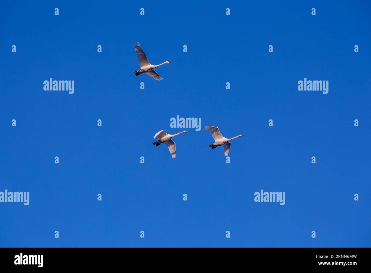 Migrotary bird hi-res stock photography and images - Alamy