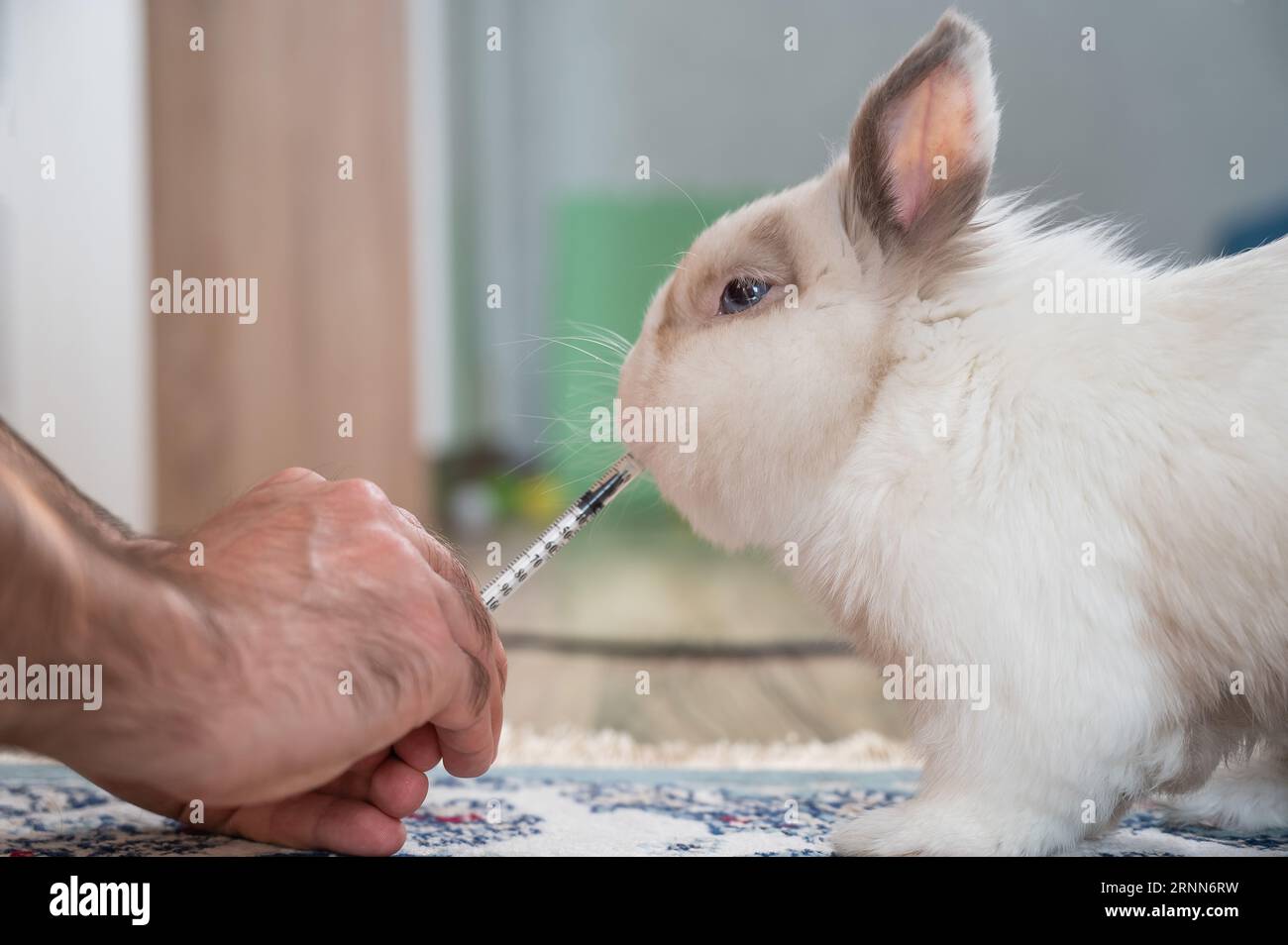A man gives a rabbit medicine from a syringe. Bunny drinks from a ...