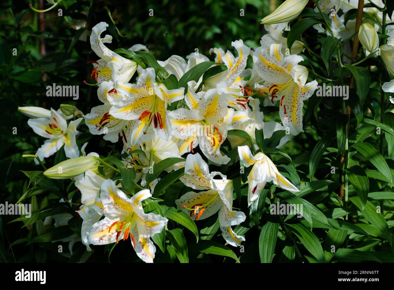 lilium jaune moucheté Auratum Gold Band (jardin du ruisseau de l'église ...