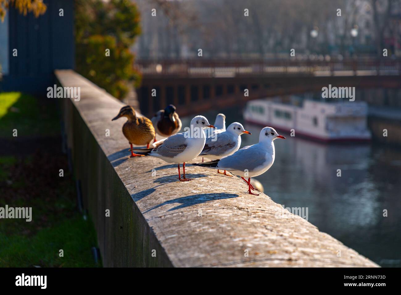 Group of birds resting on top of the wall around the Seine River in ...
