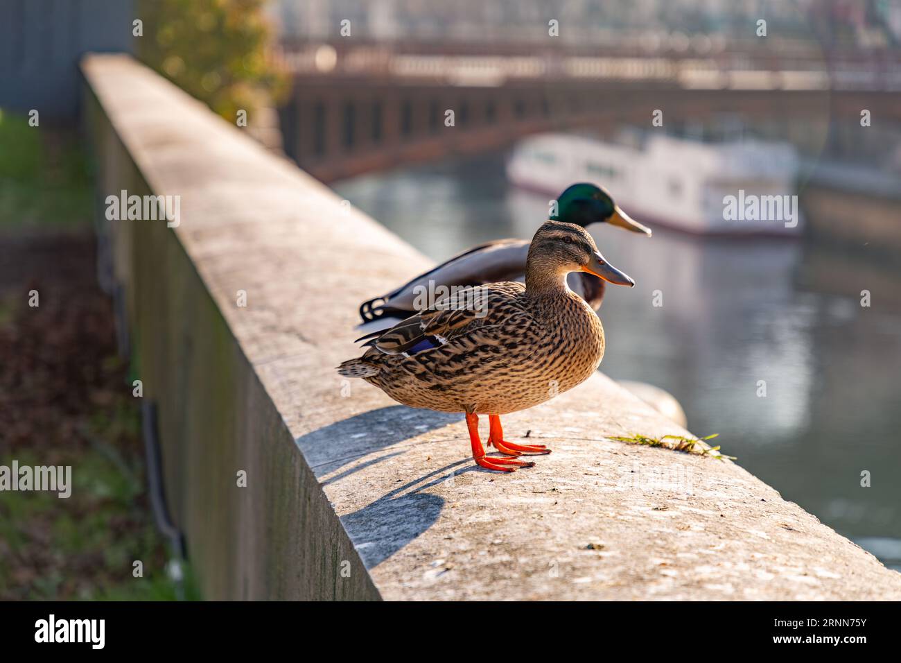 Group of birds resting on top of the wall around the Seine River in ...