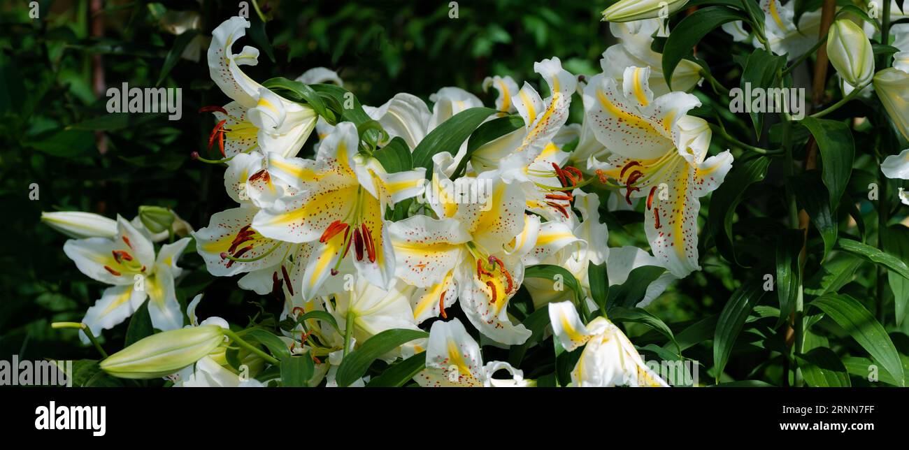 Ruisseau lumineux hi-res stock photography and images - Alamy