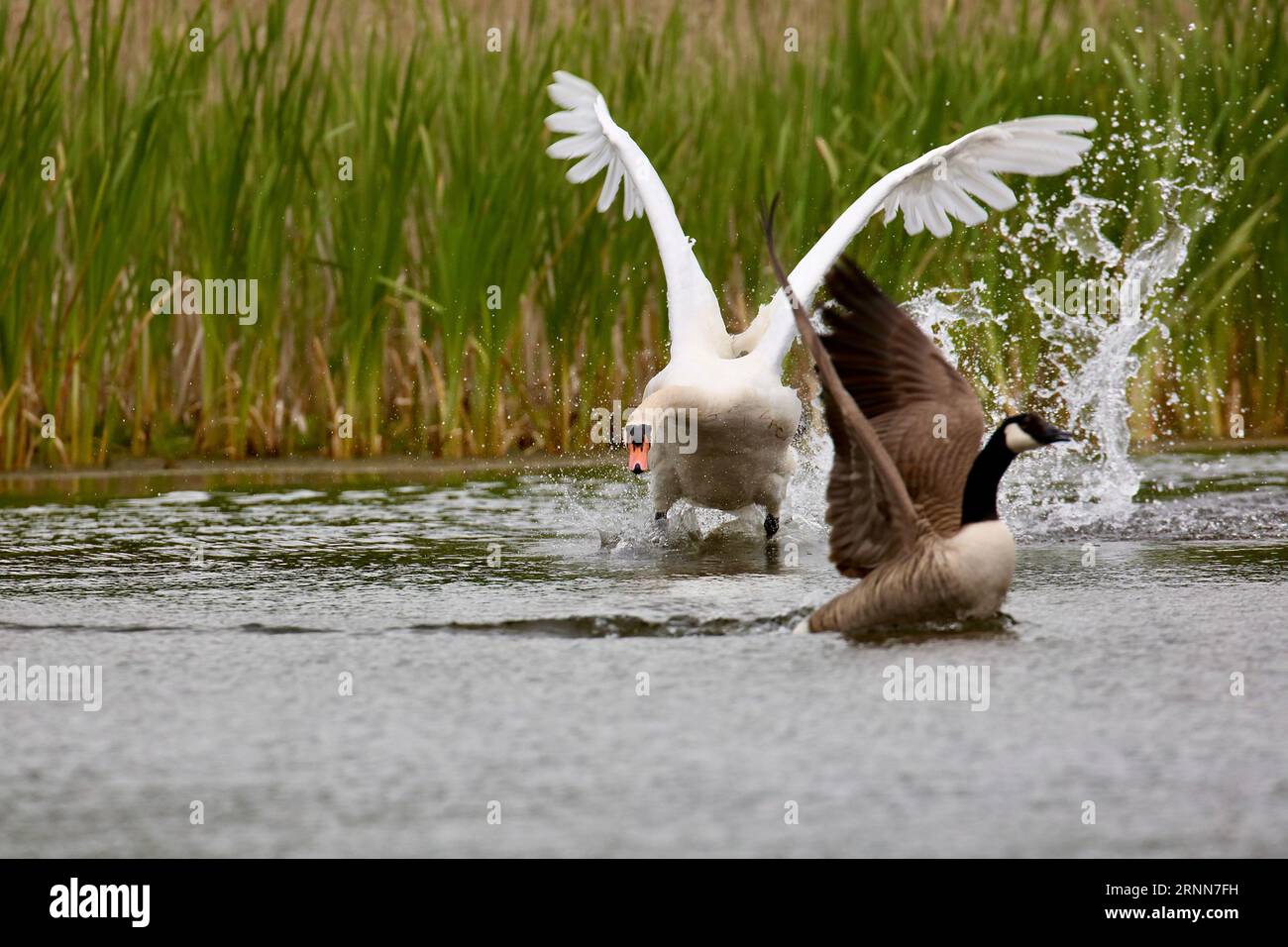 Swan with wings open hi-res stock photography and images - Alamy