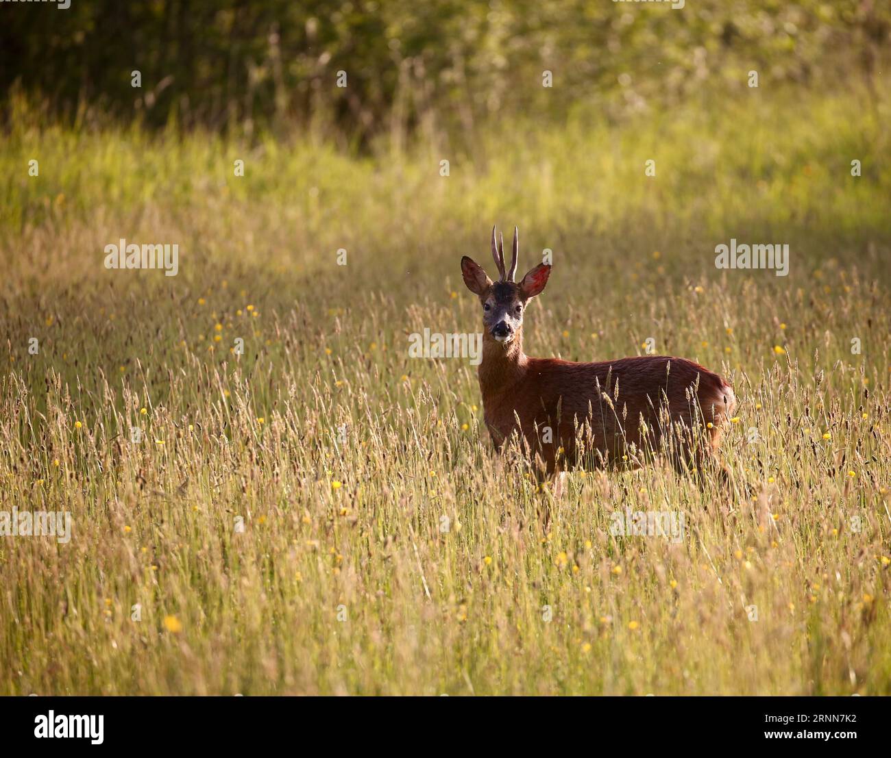 Roe deer grasses hi-res stock photography and images - Alamy
