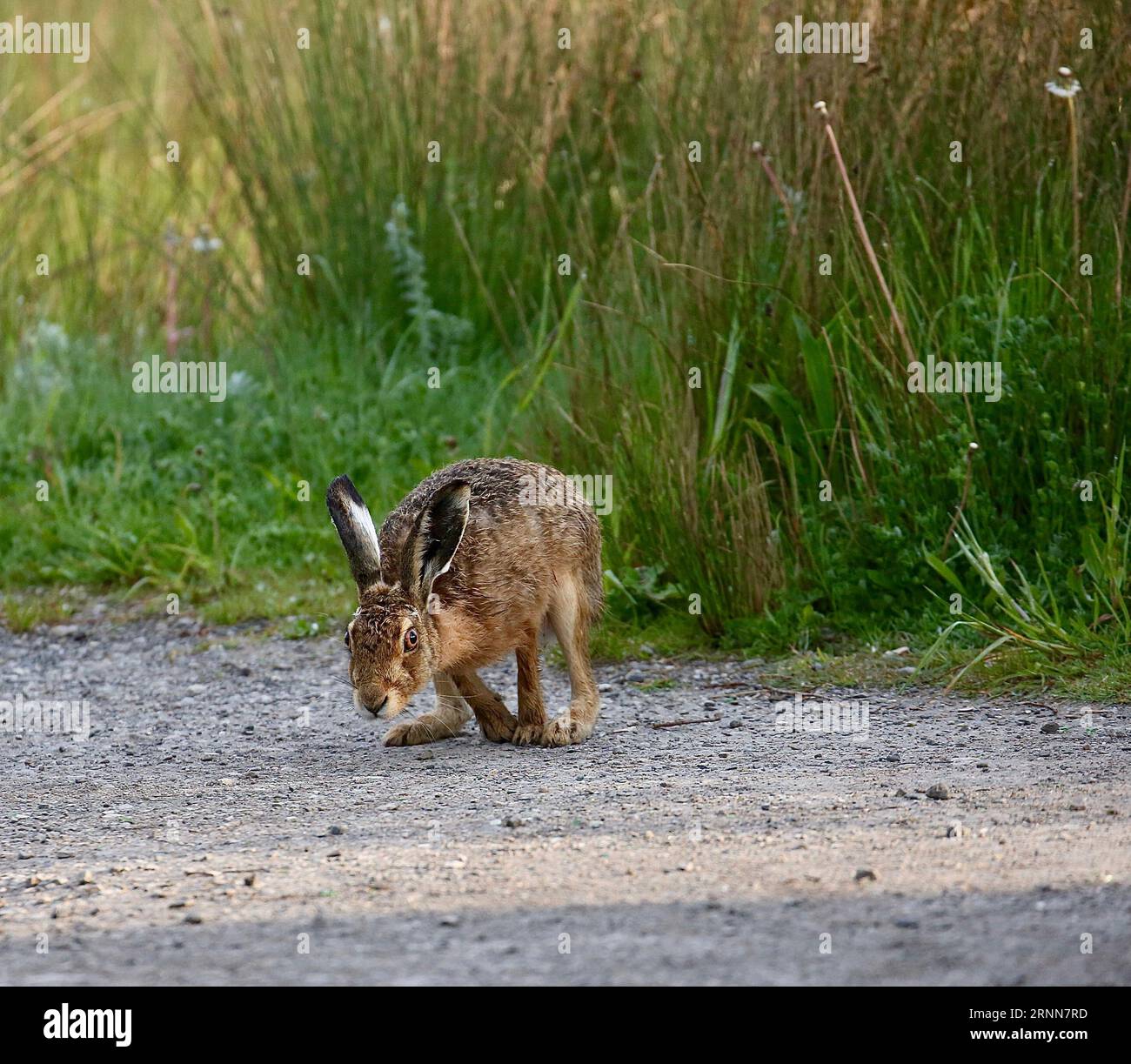 Hare with big ears hi-res stock photography and images - Alamy