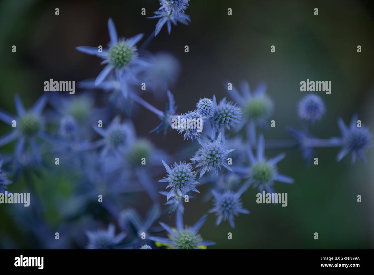 Eryngium sea holly hi-res stock photography and images - Alamy