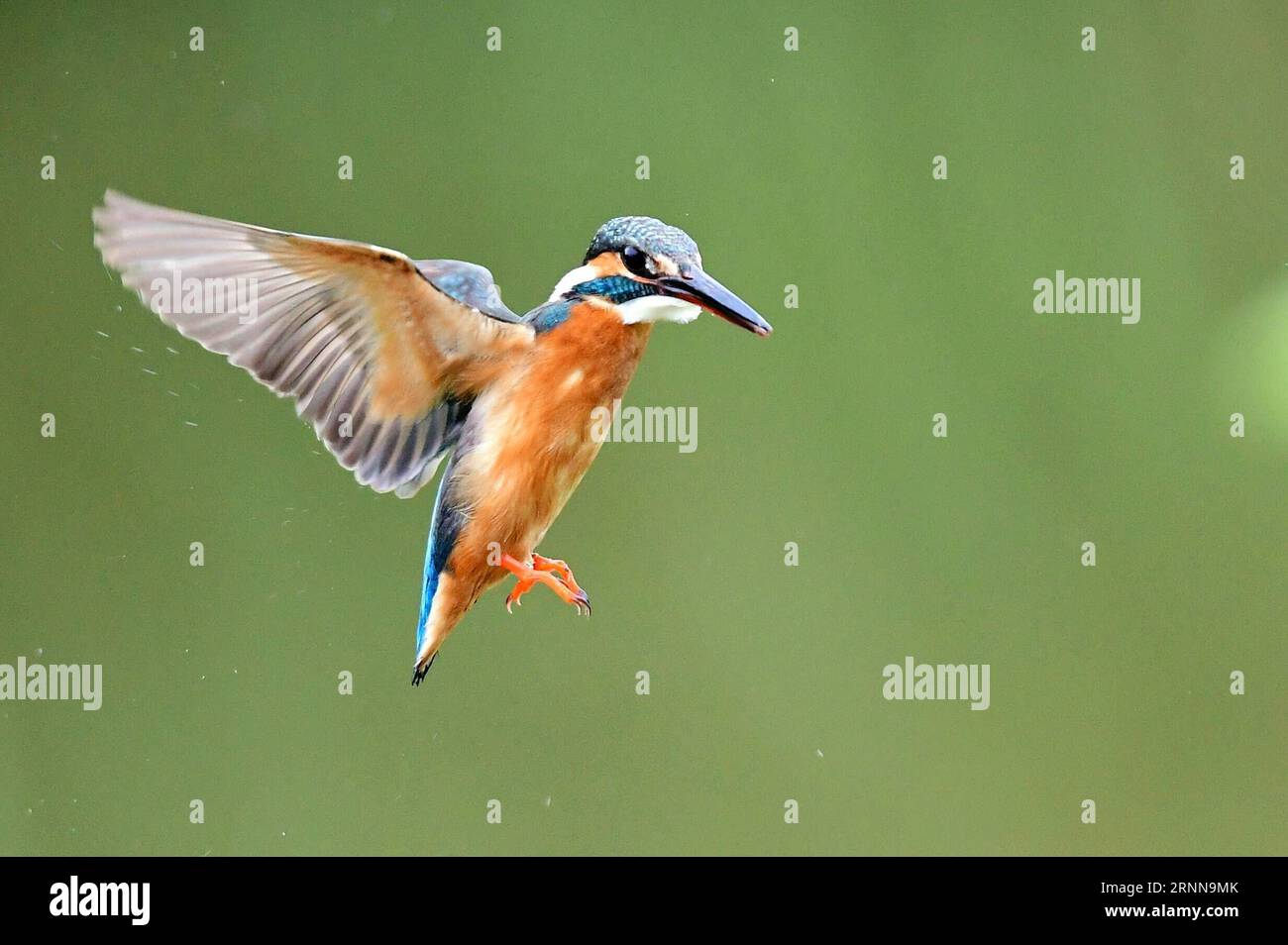 China fujian environment bird hi-res stock photography and images - Alamy