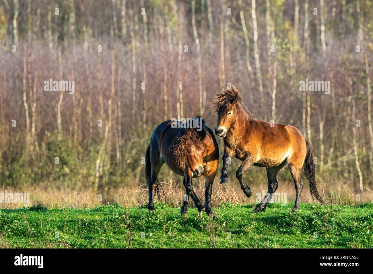 Two fighting wild brown Exmoor ponies, against a forest and reed ...