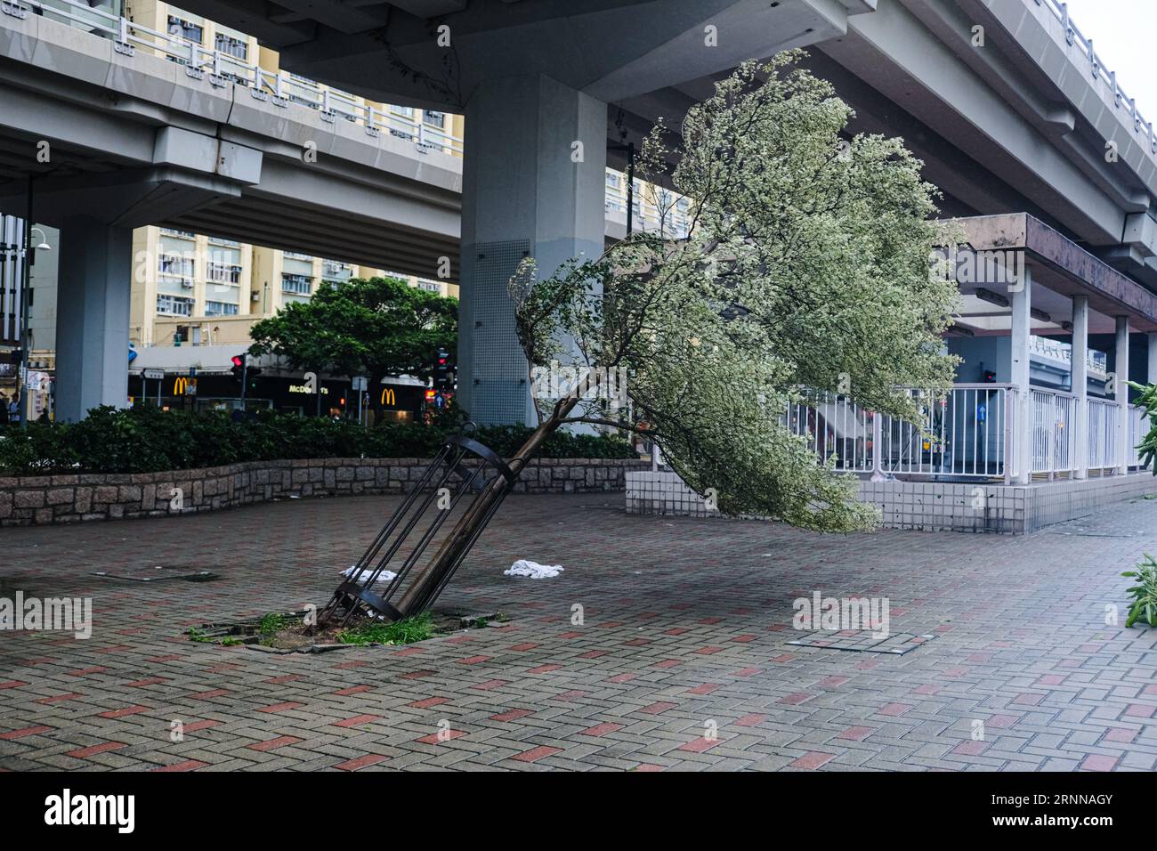 Hong Kong, China. 2nd Sep, 2023. A tree gets tilted by Typhoon Saola on ...