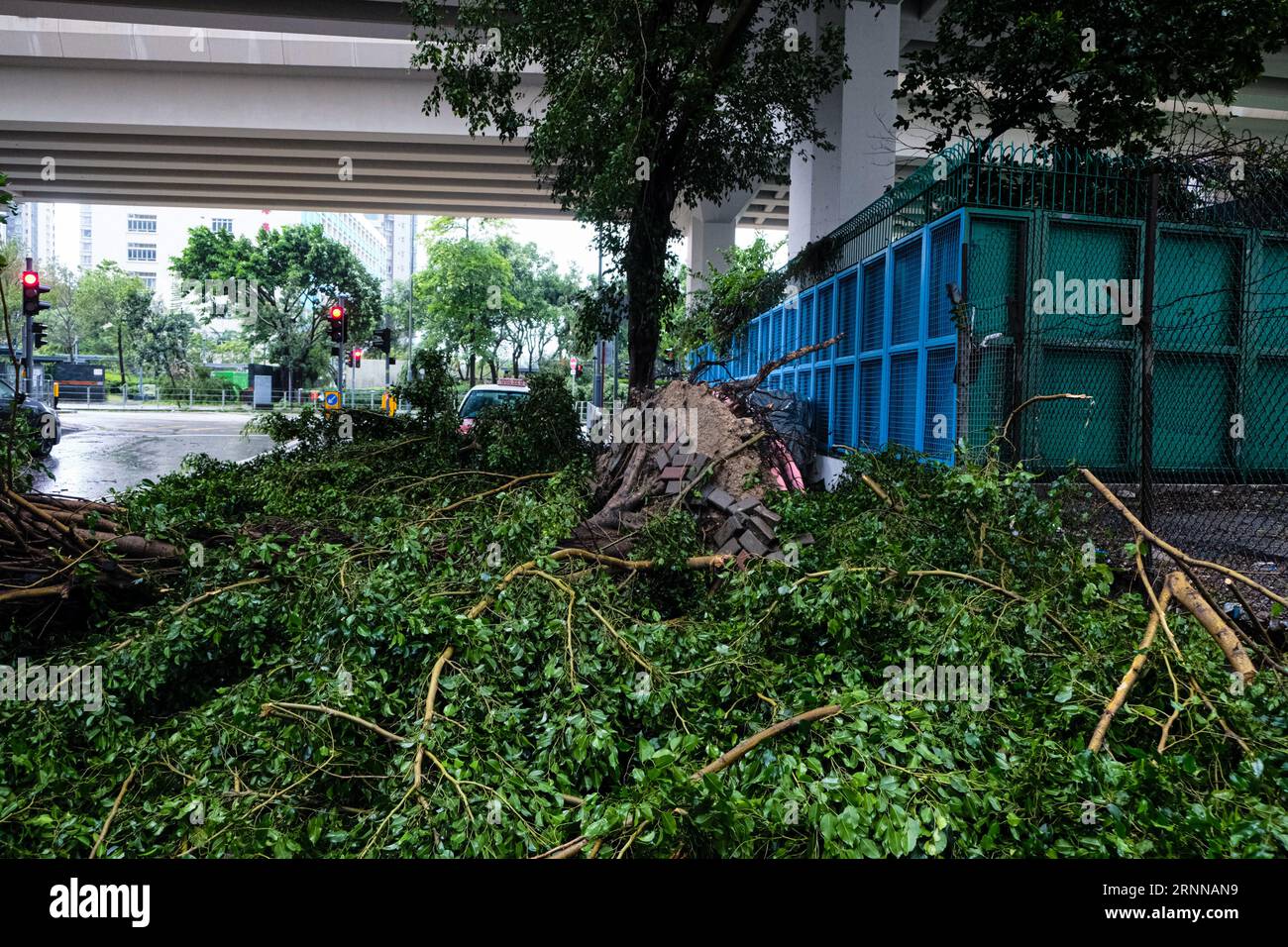 Hong Kong, China. 2nd Sep, 2023. Tree branches and leaves brought down ...