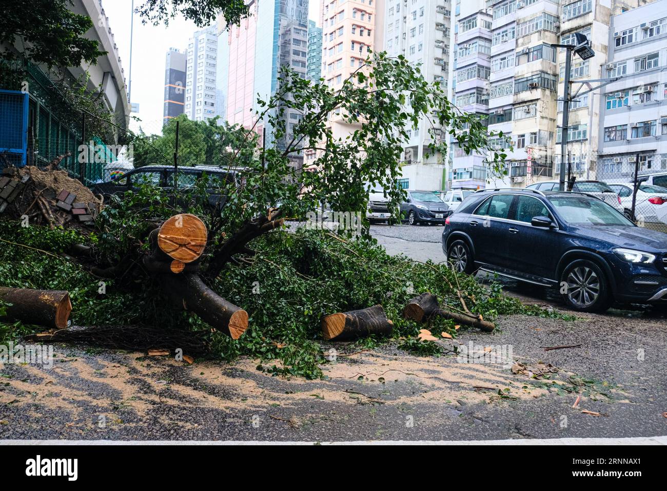 Hong kong typhoon tree hi-res stock photography and images - Alamy