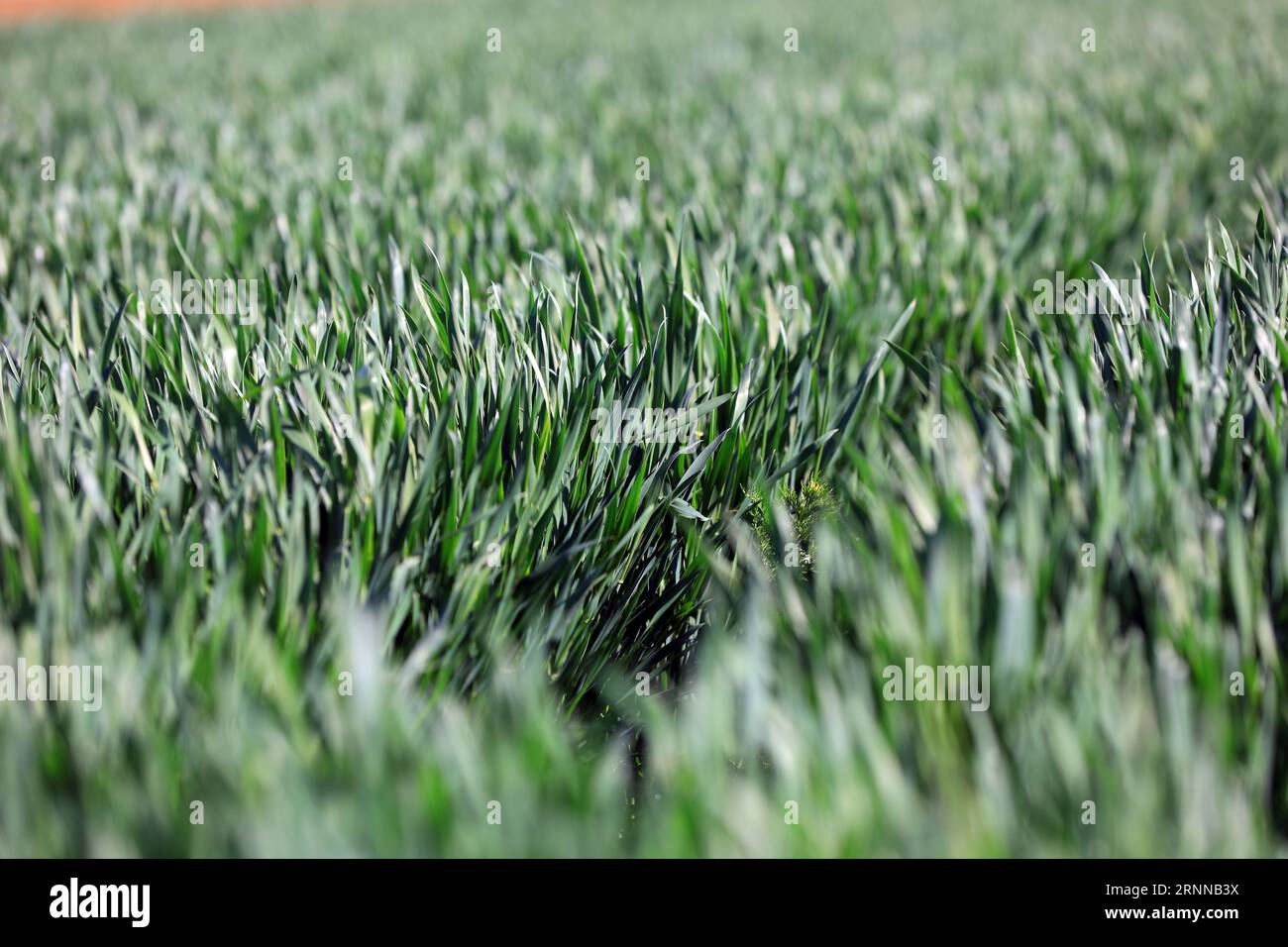 Growing wheat seedlings, North China Plain Stock Photo - Alamy