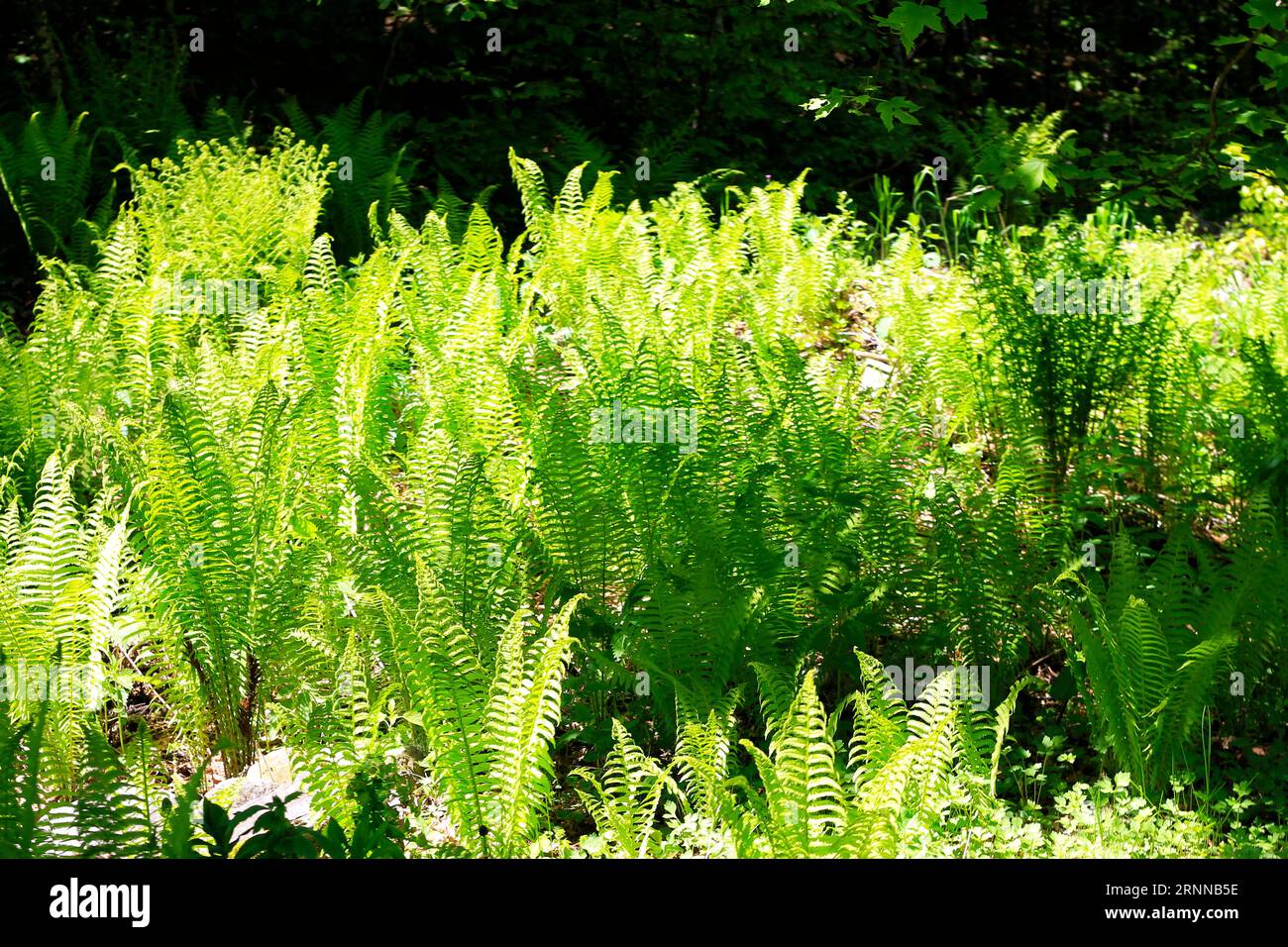 Fern leaves and bush in the summer forest Stock Photo - Alamy