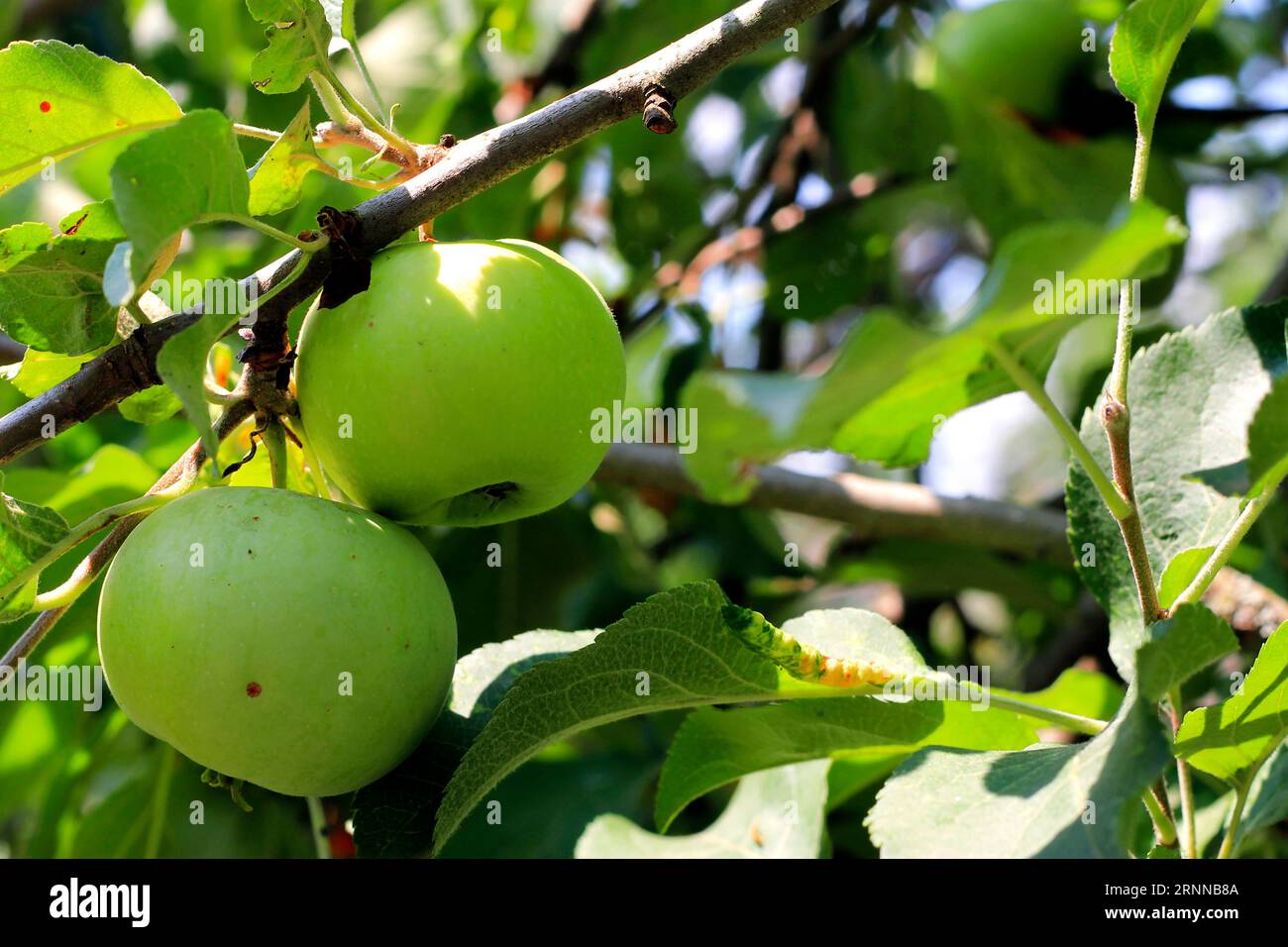 Green And Red Apple Hanging On Tree Stock Photo - Alamy