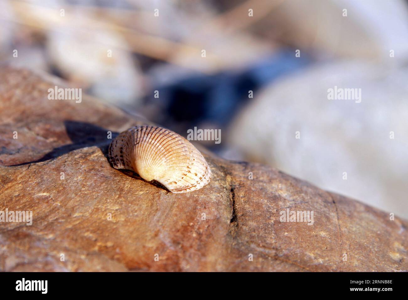 Shell laying hi-res stock photography and images - Alamy