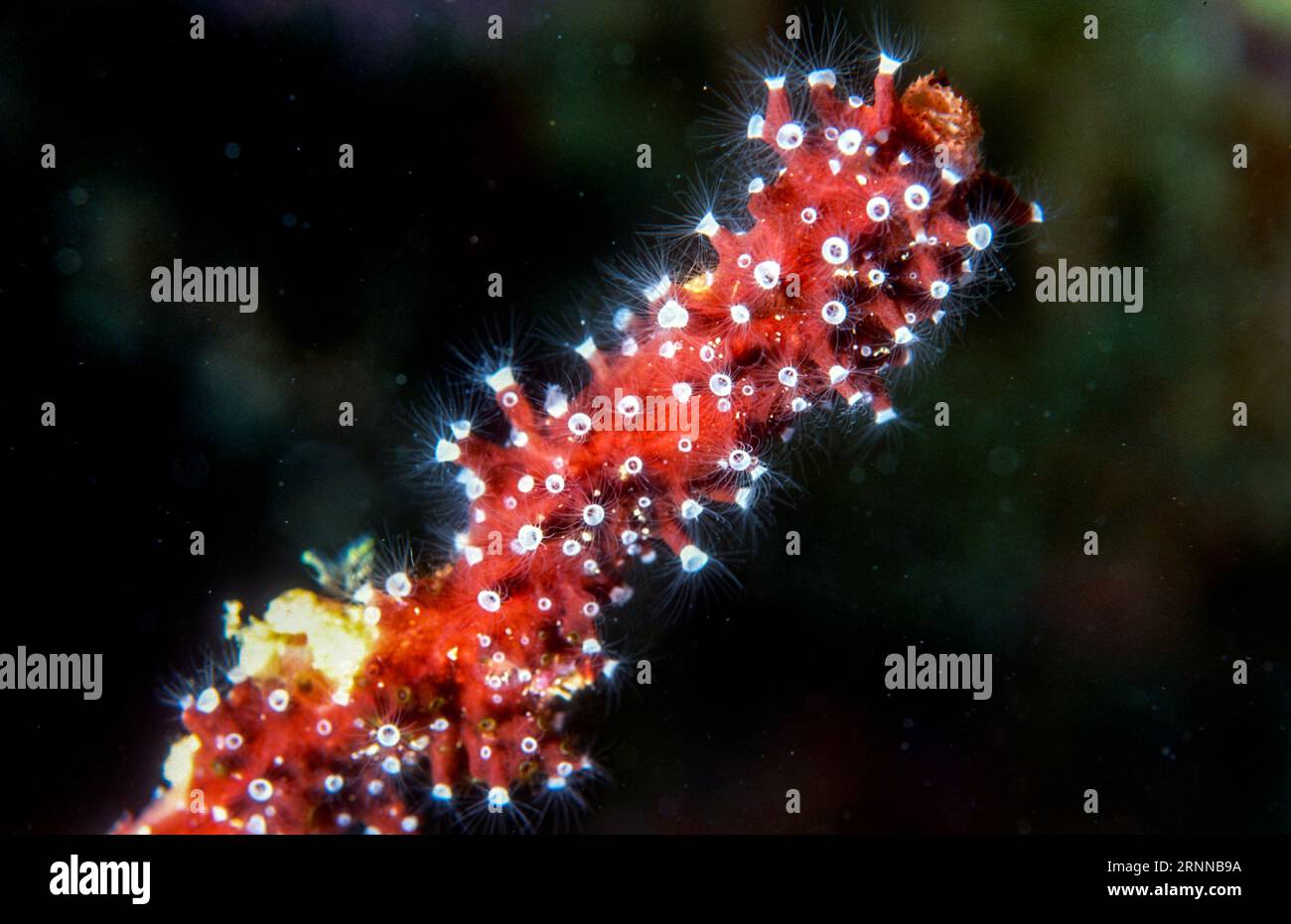 The fixed polyp-like stage of the circumtropical crown jellyfish ...