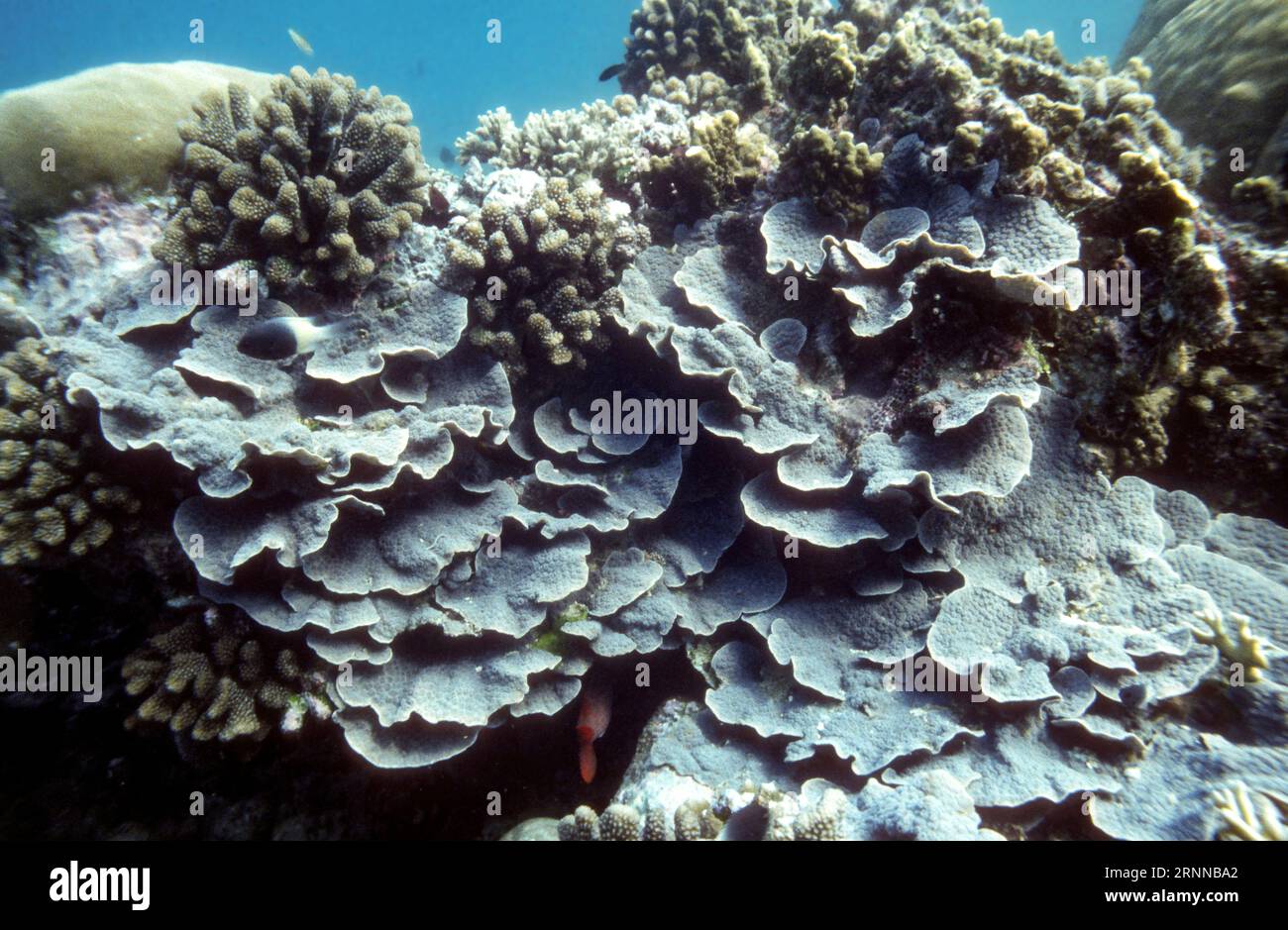 Stony coral from the species complex Echinopora (E. lamellosa) from ...
