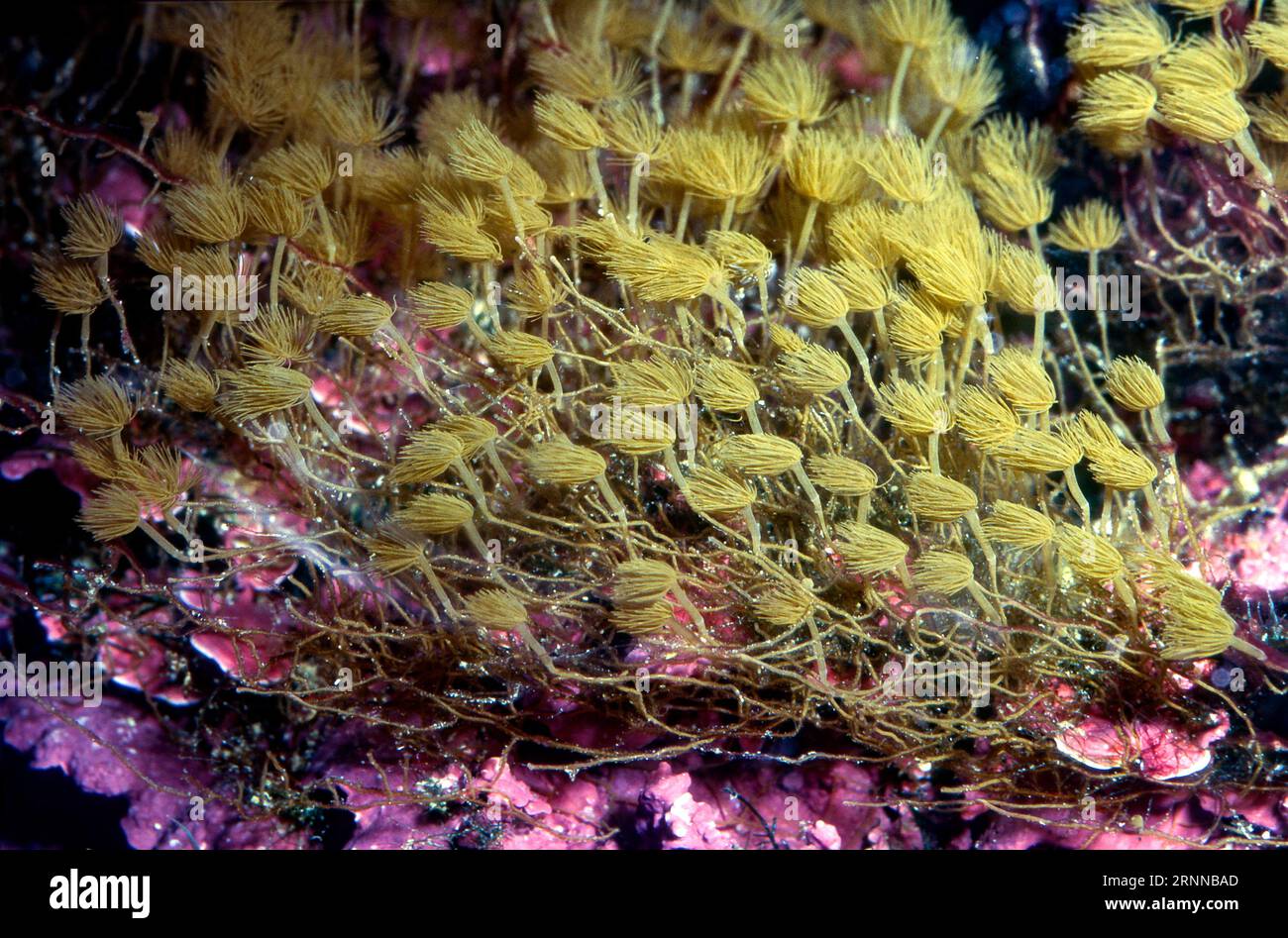 Hydrozoans from the genus Myrionema photographed in an aquarium Stock Photo - Alamy