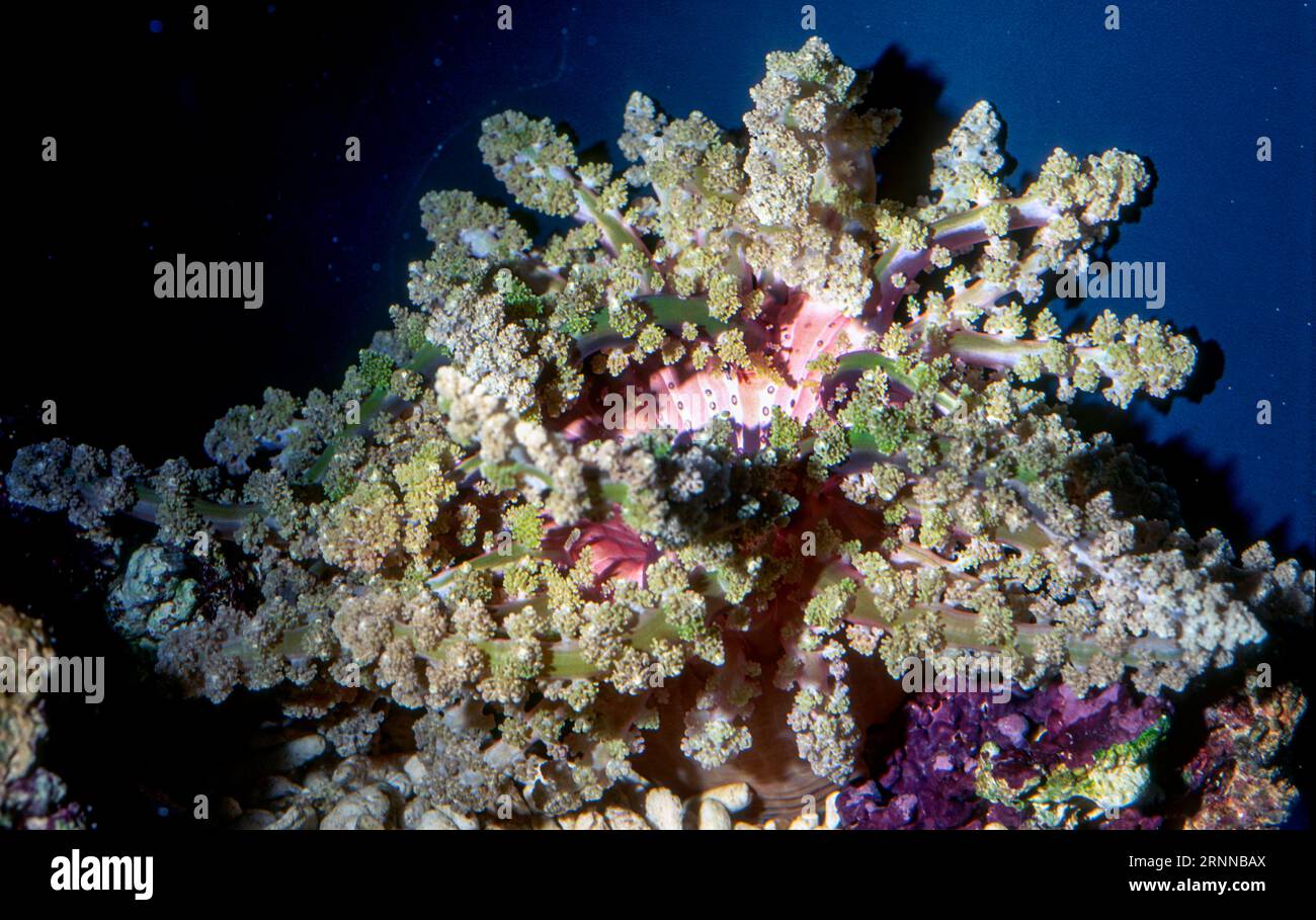 Stinging fire anemone hi-res stock photography and images - Alamy