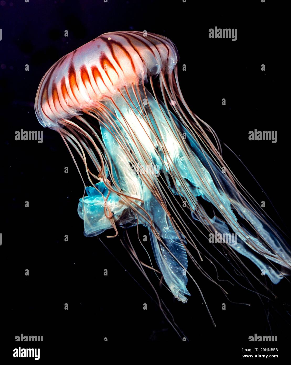 Chrysaora sp hi-res stock photography and images - Alamy