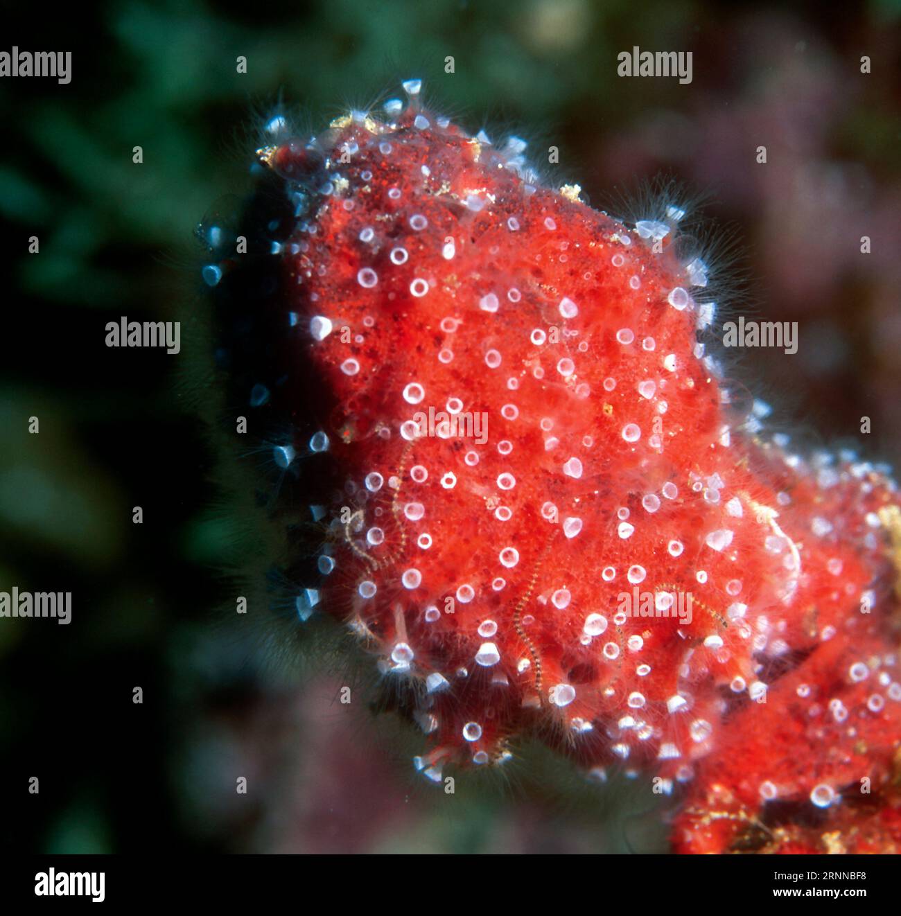 Polyps fixed stage hi-res stock photography and images - Alamy