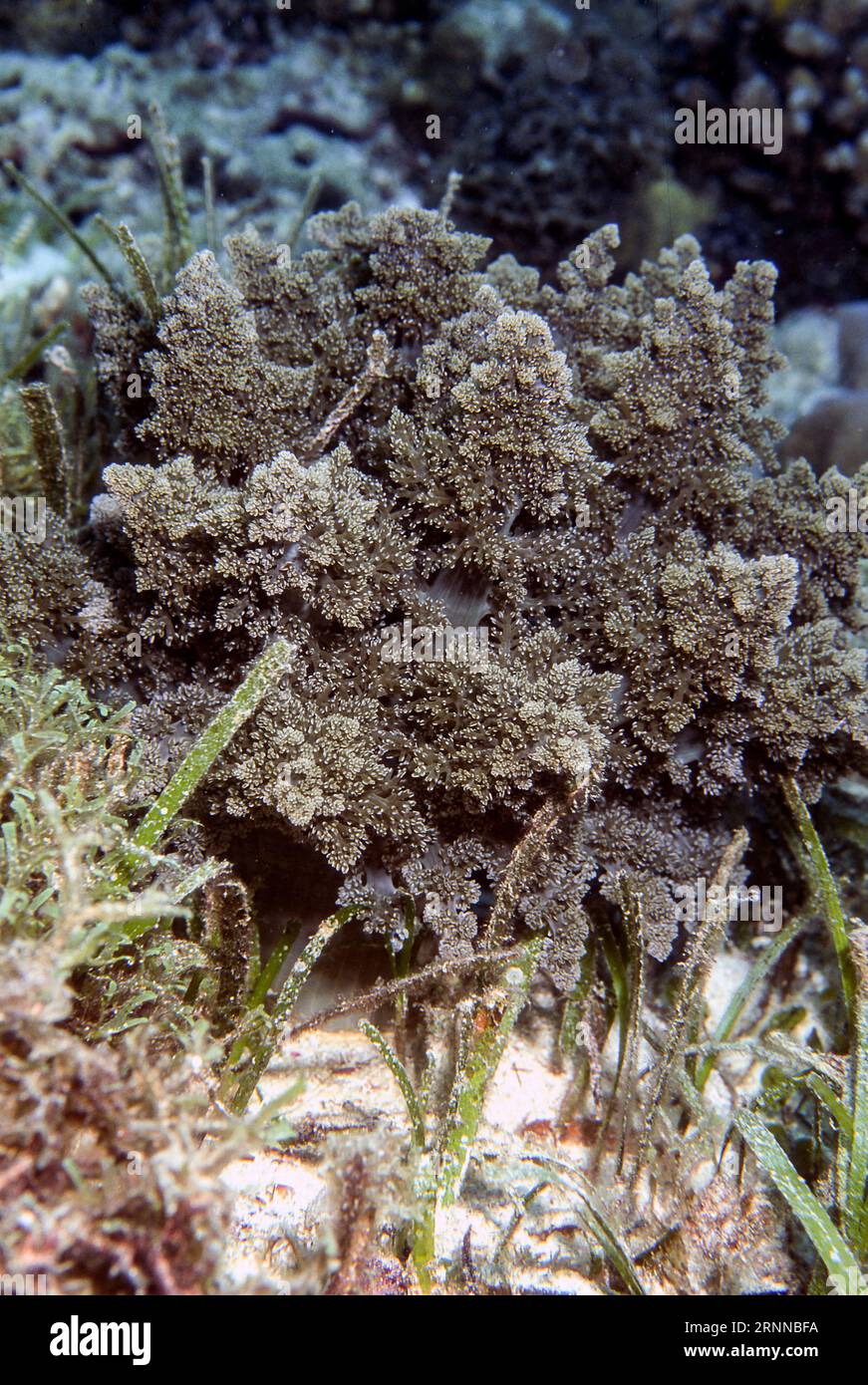 The highly venomous hell's fire anemone (Actinodendron sp.) growing in ...