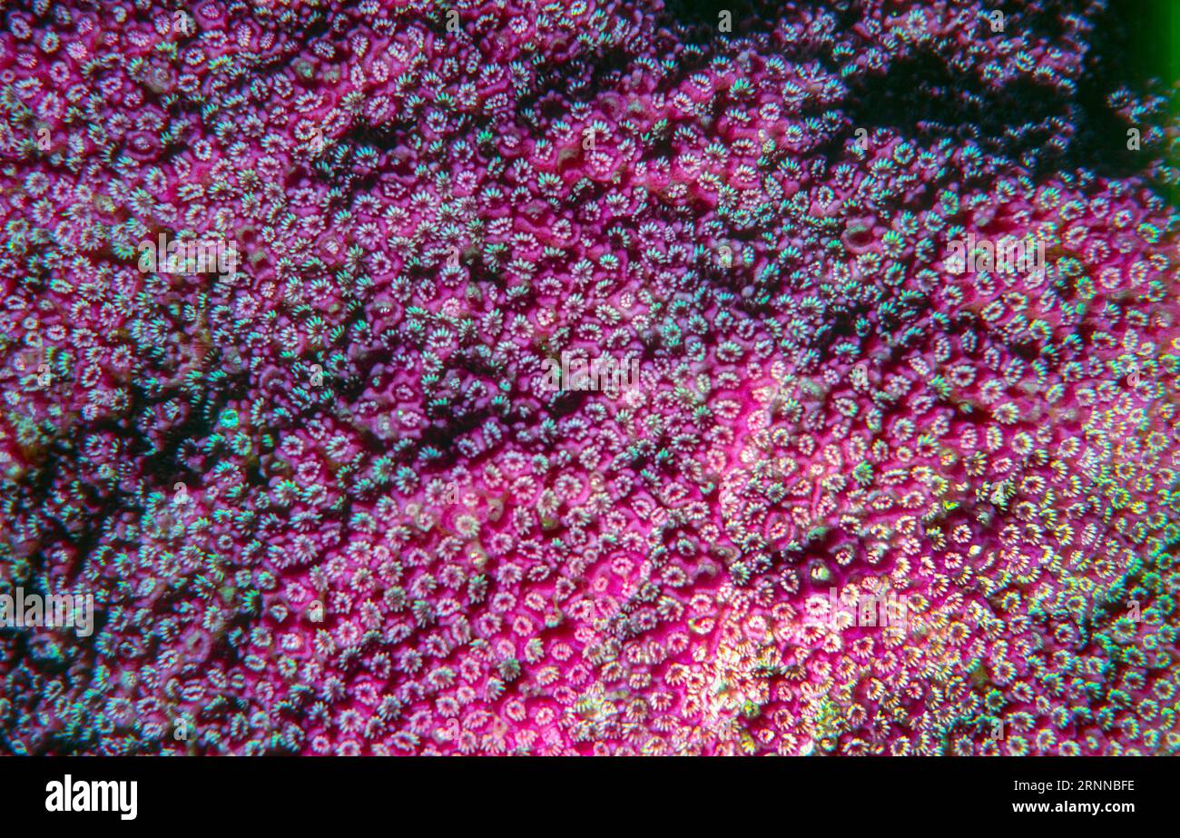 Tiny polyps of the stony coral Montipora sp.. Photo from the Coral Sea ...