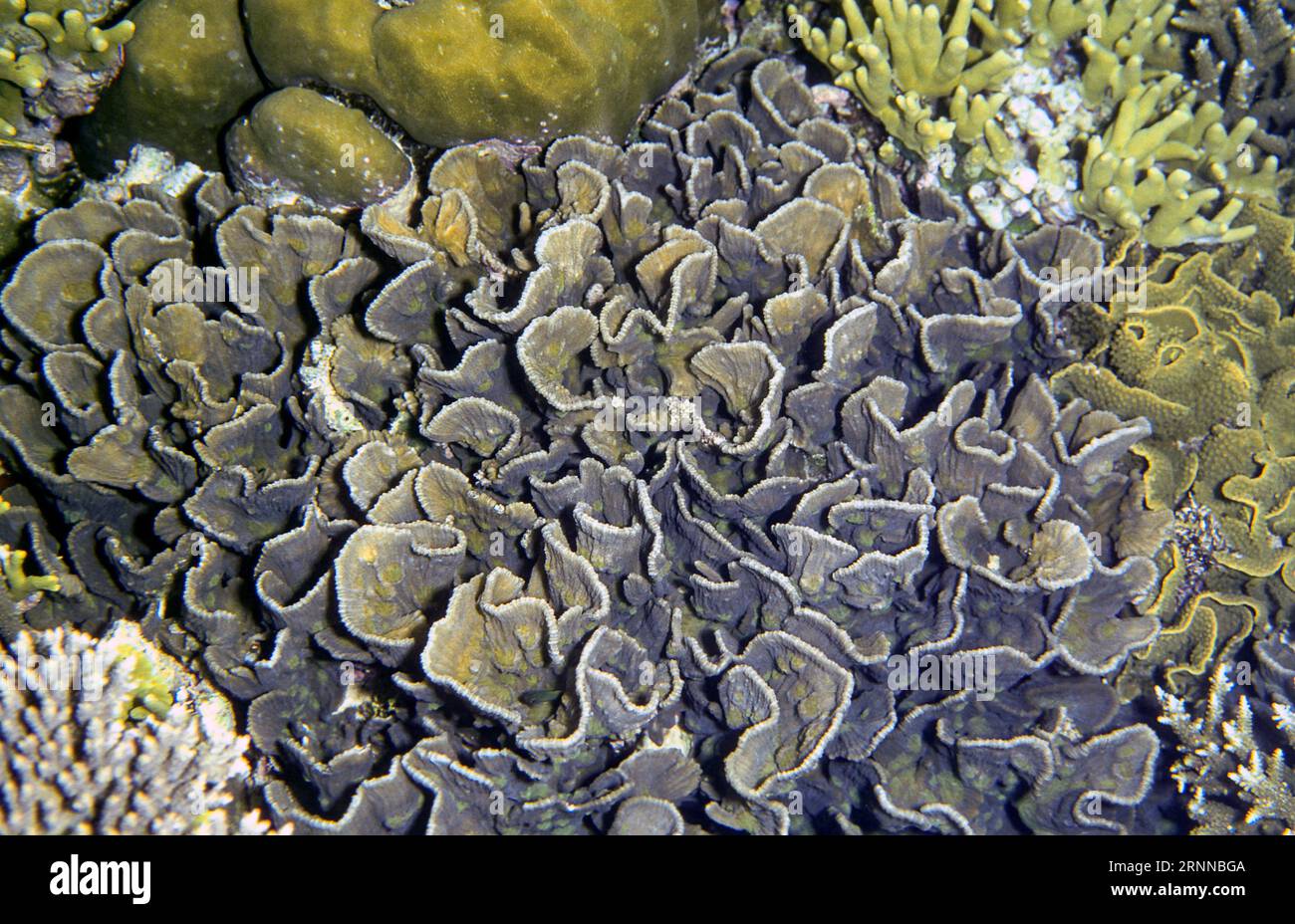 Lettuce coral (Pectinia sp., probably P. lactuca) from Bunaken NP ...
