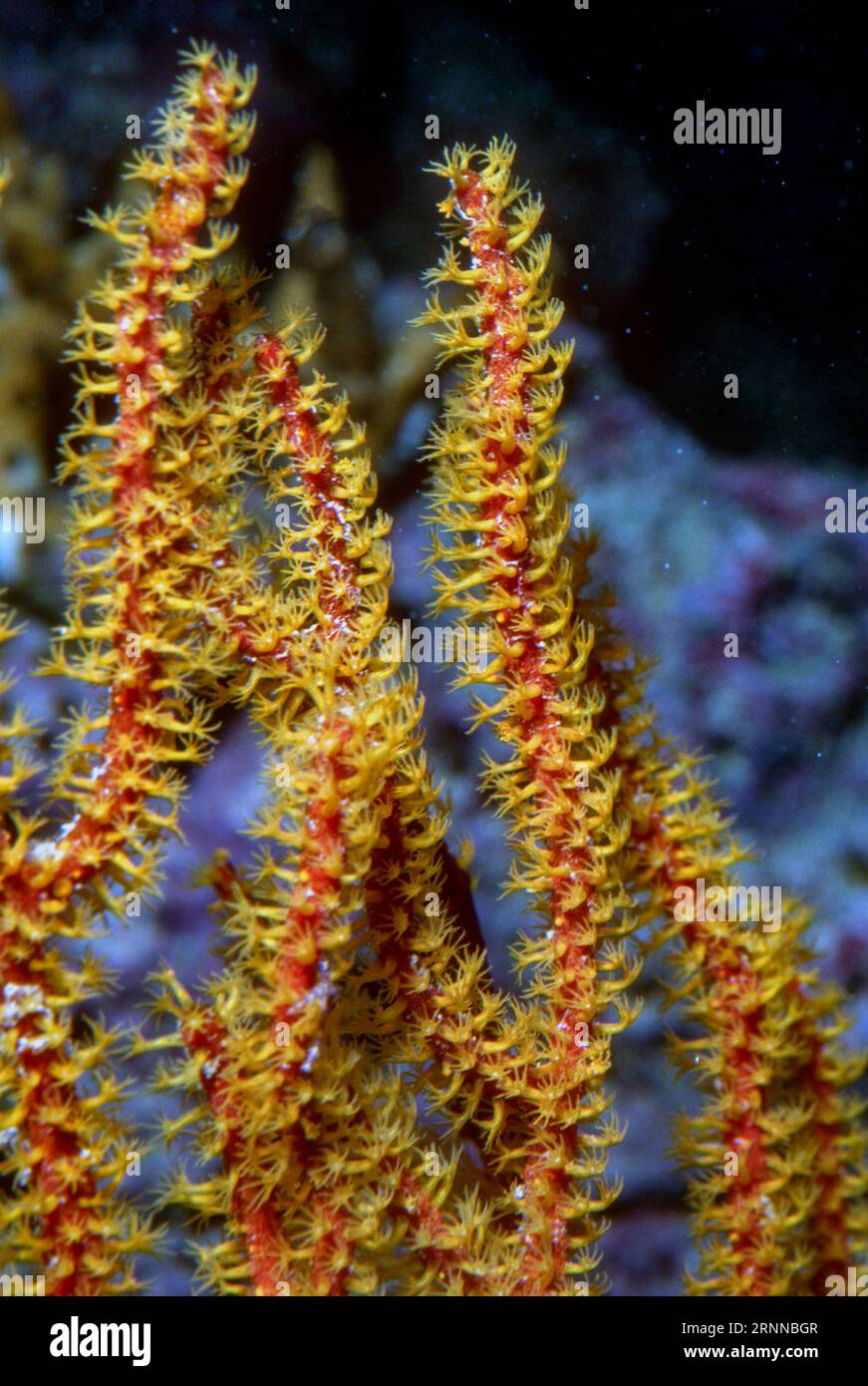 Branches and polyps of a gorgonian from the genus Echinogorgia ...