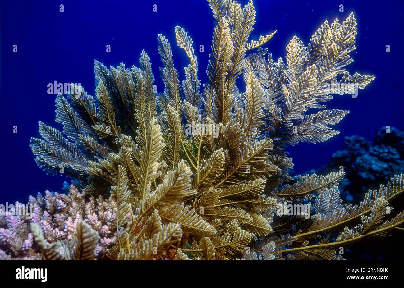 The powerful stinging hydrozoan Alaophenia cupressina from The Great ...