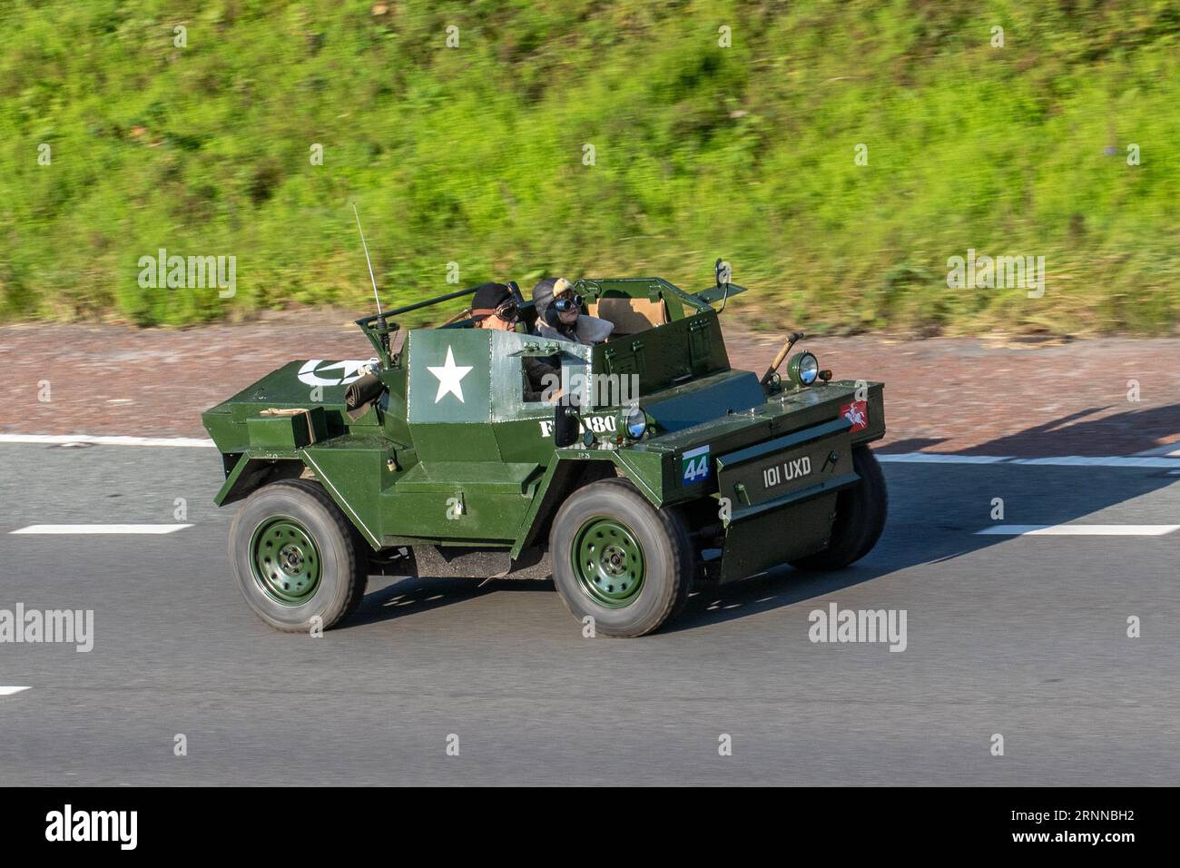 Reconditioned dingoes hi-res stock photography and images - Alamy