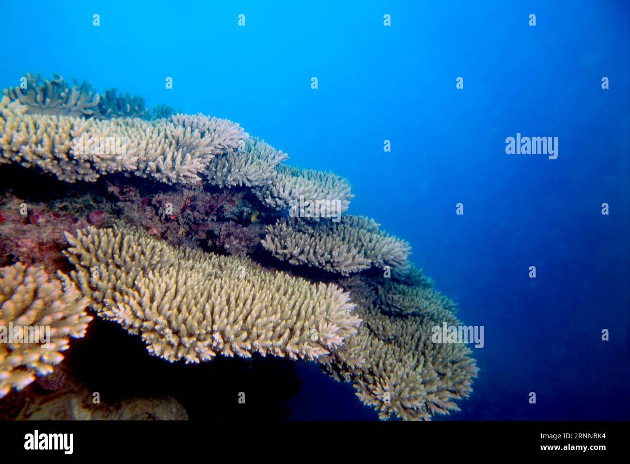 Laminar growth of stony corals (Acropora sp.) at Whitsunday islands ...