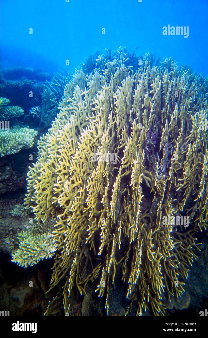 Net fire coral (Millepora dichotoma) from Whitsunday Islands, Great ...