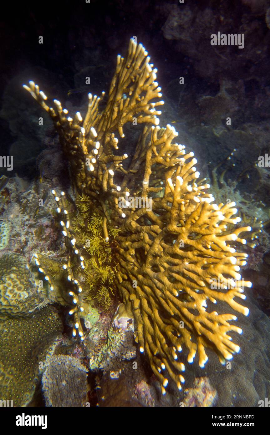 Net fire coral (Millepora dichotoma) from Whitsunday Islands, Great ...