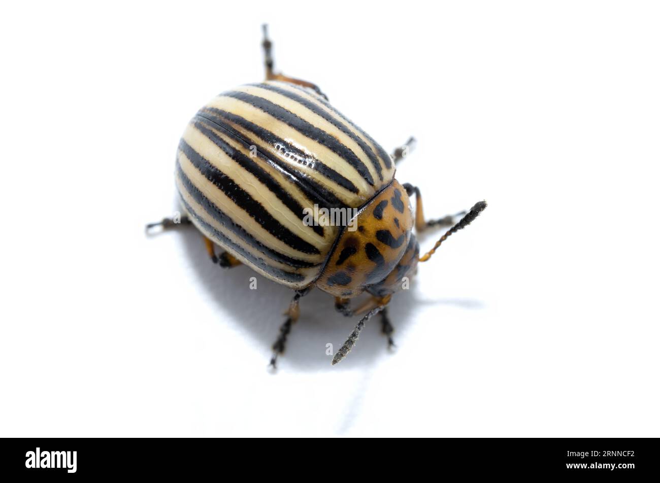 close up photo of Leptinotarsa decemlineata, Colorado potato beetle ...
