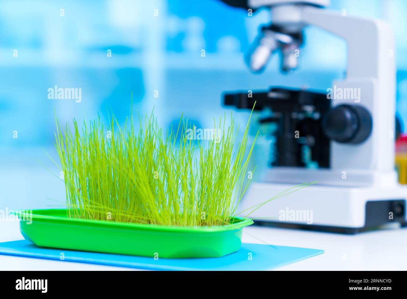 Assessing the influence of external mechanical stimuli on root ...