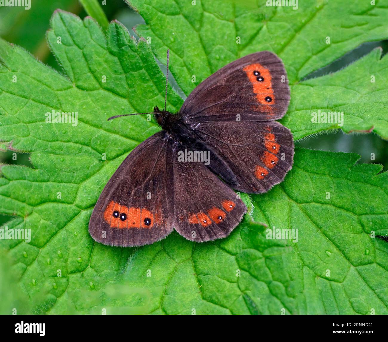 Scotch Argus. Smardale Gill Nature Reserve, Cumbria, England Stock ...