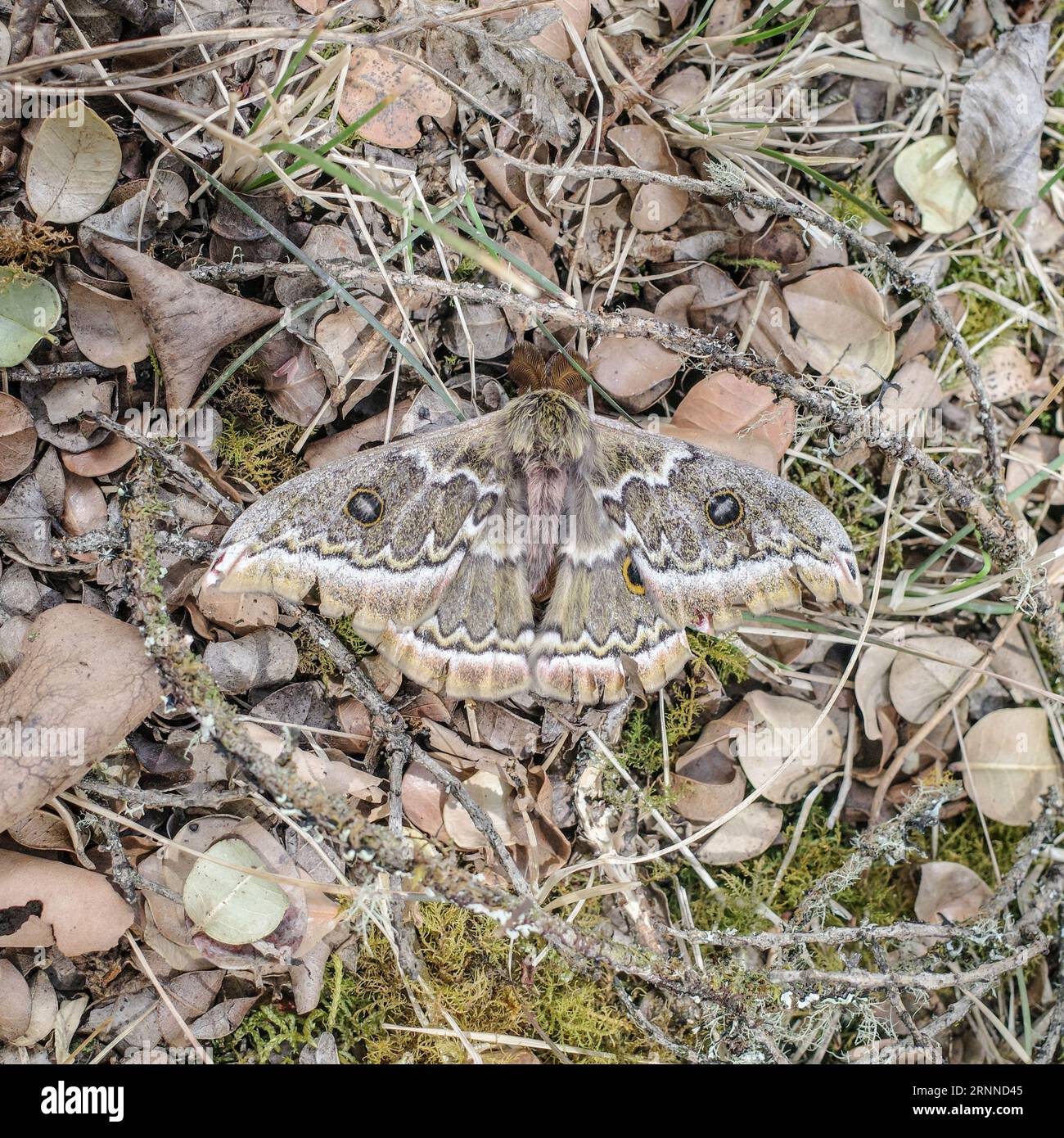 Cusco, Peru - Dec 3, 2022: A species of Caligo moth in the Andes ...