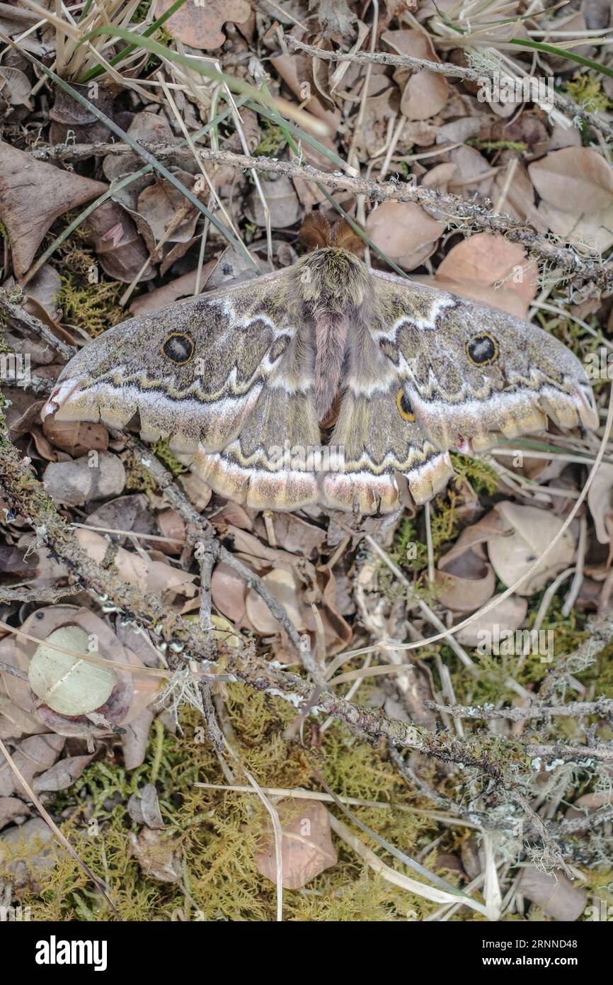 Peruvian butterfly hi-res stock photography and images - Alamy