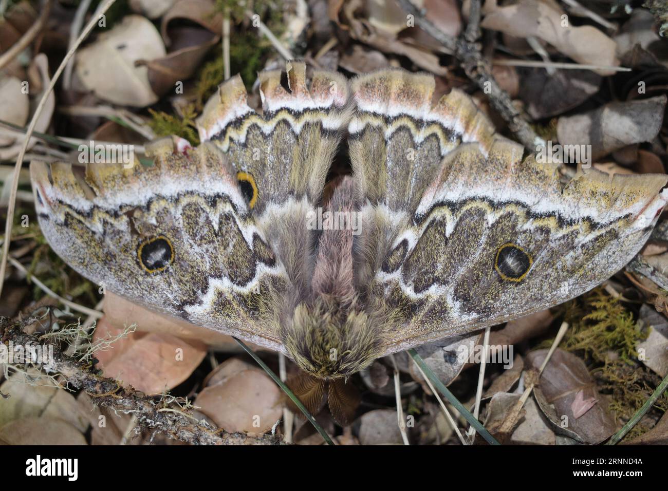 Cusco, Peru - Dec 3, 2022: A species of Caligo moth in the Andes ...