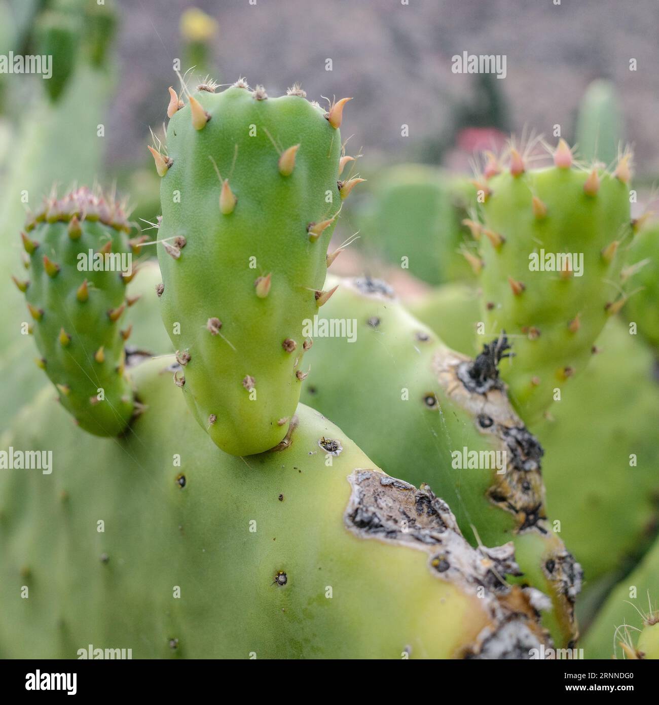Peruvian cactus hi-res stock photography and images - Alamy