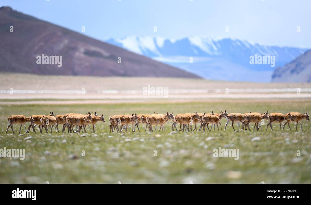 Tibetan antelope tibet hi-res stock photography and images - Alamy