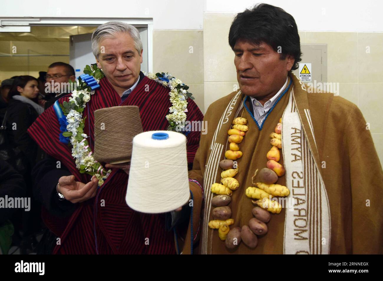 Camelid fiber hi-res stock photography and images - Alamy