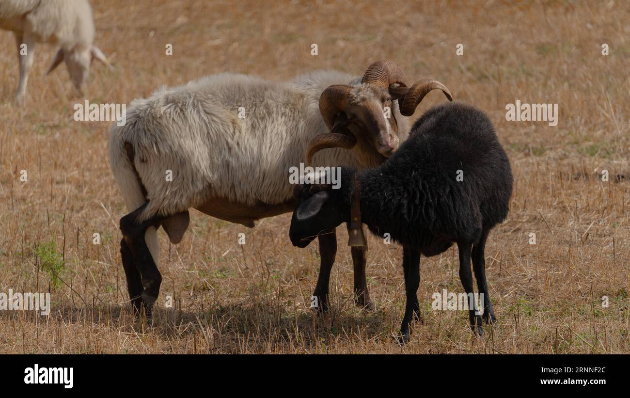 Sardinian shepherd hi-res stock photography and images - Alamy