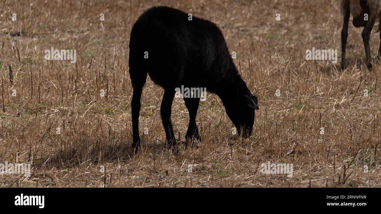 Sardinian breed ram tries to mate with a black sheep Stock Photo - Alamy