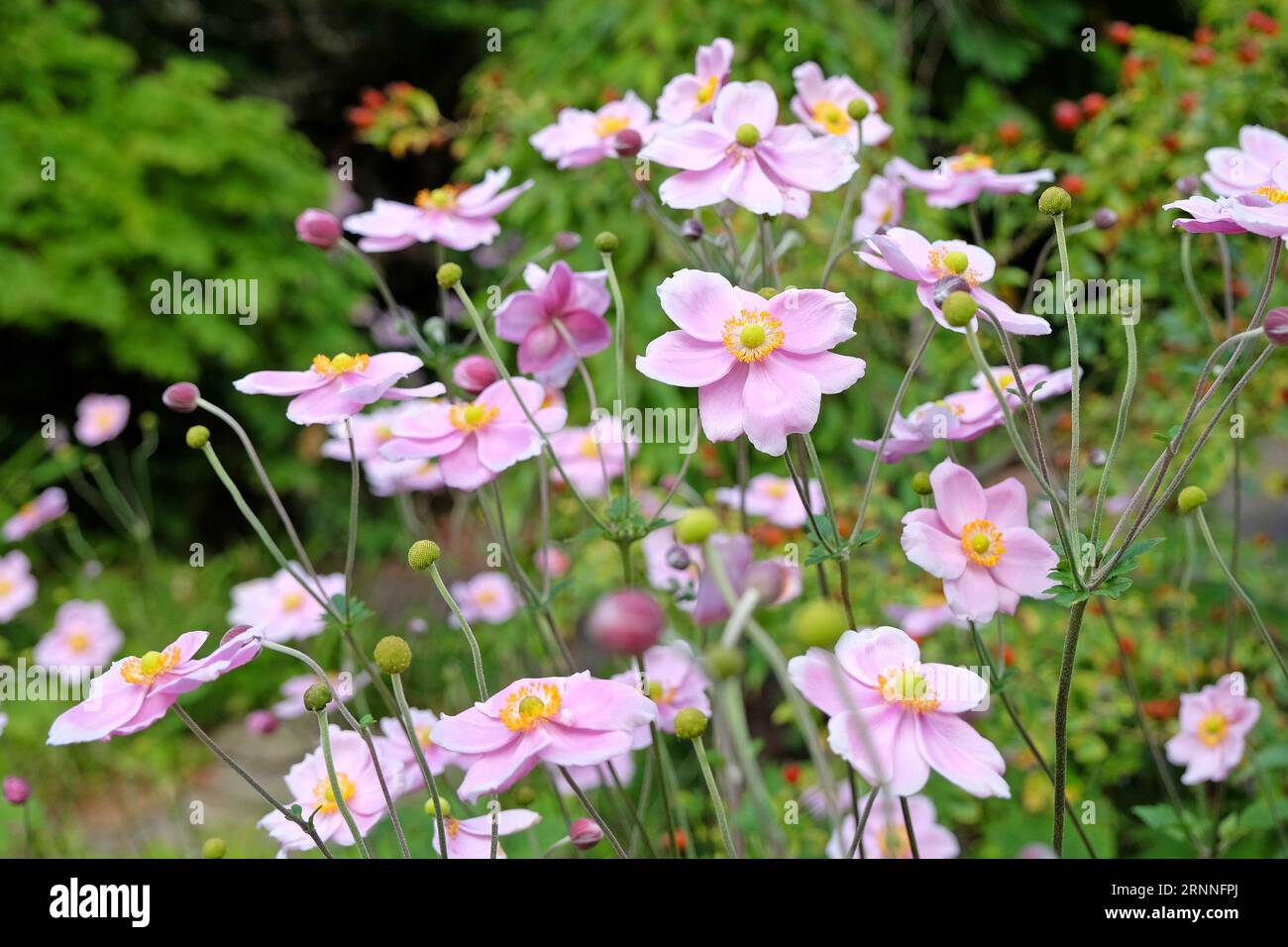 Soft pink Japanese Anemone hybrida 'RobustissimaÕ, also known as a ...