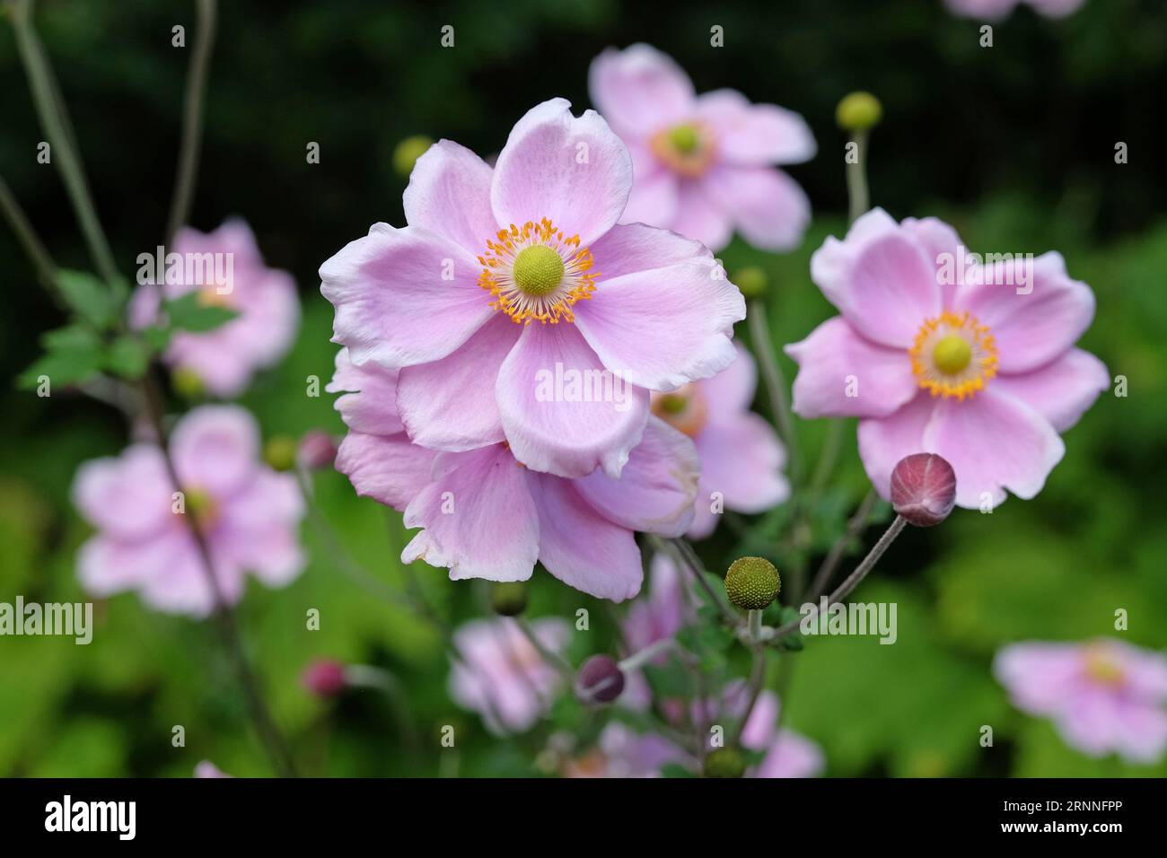 Soft pink Japanese Anemone hybrida 'RobustissimaÕ, also known as a ...