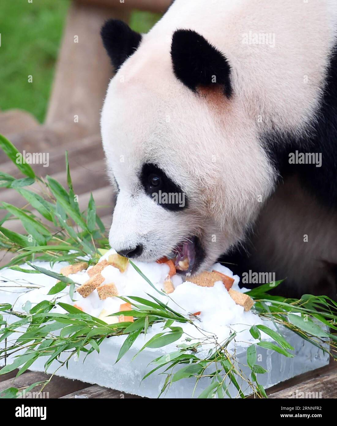 Everland south korea zoo hi-res stock photography and images - Alamy